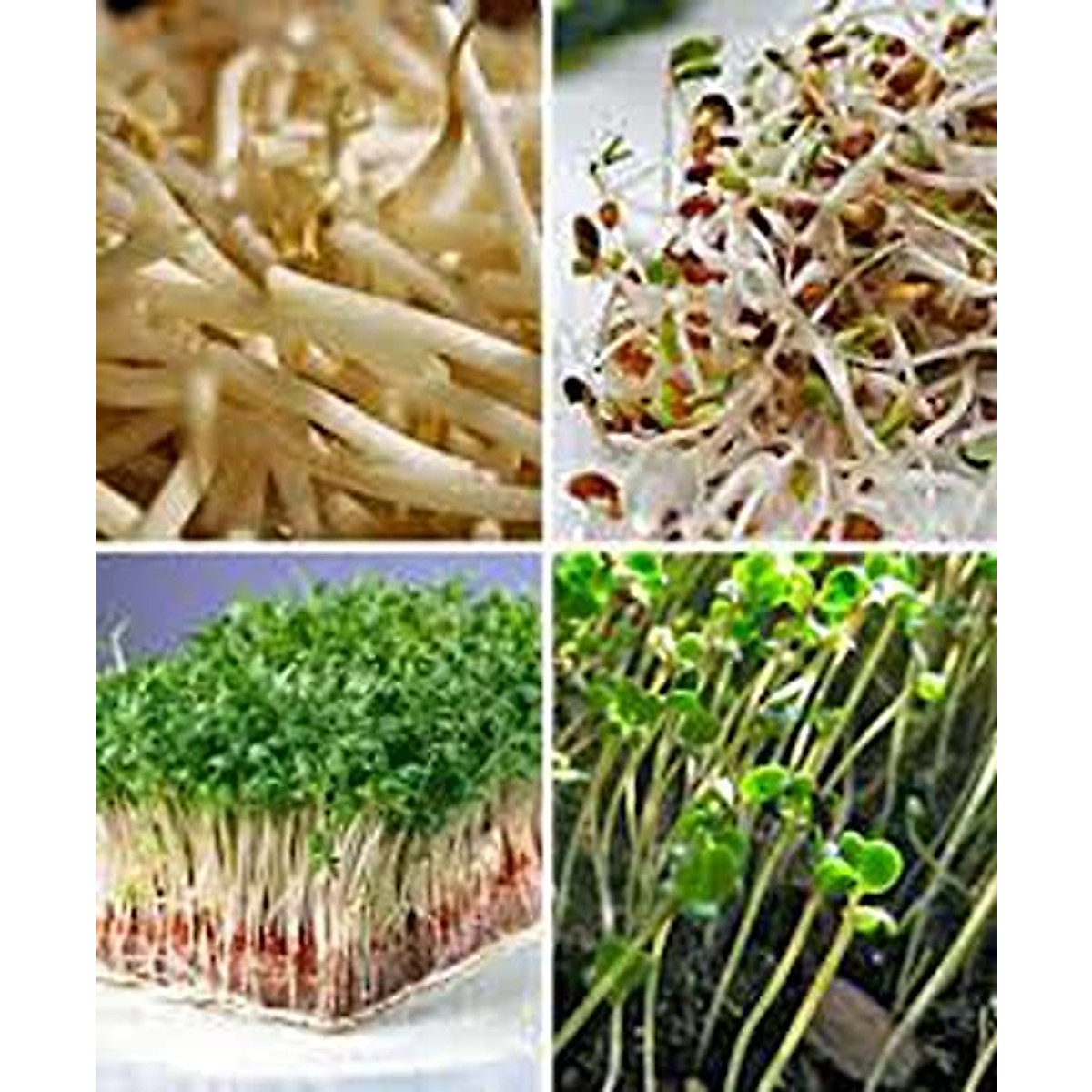 Alfalfa Sprout Seed, Sprouts, Heirloom, 100 Seeds. Non-GMO