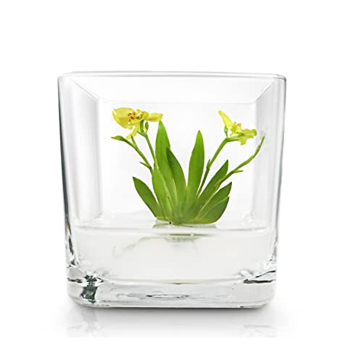 BLOOMIFY Miniature Orchid Terrarium, Open Pot Design, Maintenance Free, 3" Glass Votive