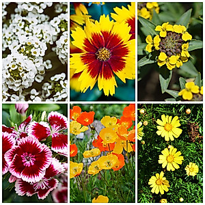 Wildflower Seeds Bulk, 2 Oz. 80,000+ Seeds, Drought-Tolerant Wildflower Mix, 20 Varieties of Drought-Tolerant Wildflower Seeds, Drought-Resistant Wildflower Seeds, Dryland Pollinators Flowers Seeds