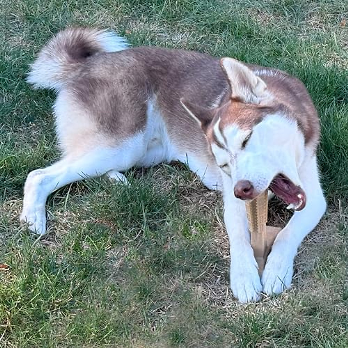 SPOT Bam-Bones Plus T Bone - Bamboo Fiber & Nylon, Durable Long Lasting Dog Chew for Aggressive Chewers – Great Toy for Adult Dogs & Teething Puppies Under 90lbs, Non-Splintering, 7in Chicken Flavor