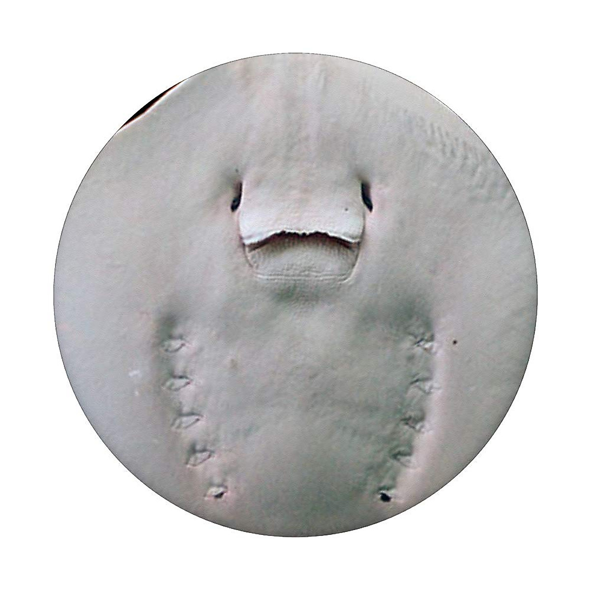 Cute Smiling Stingray PopSockets Swappable PopGrip