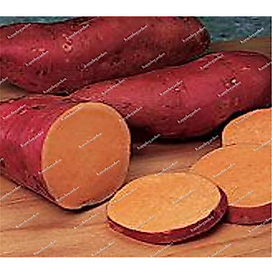 Dichondra Fresh 100pcs Sweet Potato Vegetables Seeds for Planting Orange