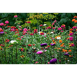 Zinnia Seeds for Planting Outdoors, Over 480 Seeds Giving You The Zinnia Flowers You Need, Zinnia Elegans, 4.2 Grams, Non-GMO