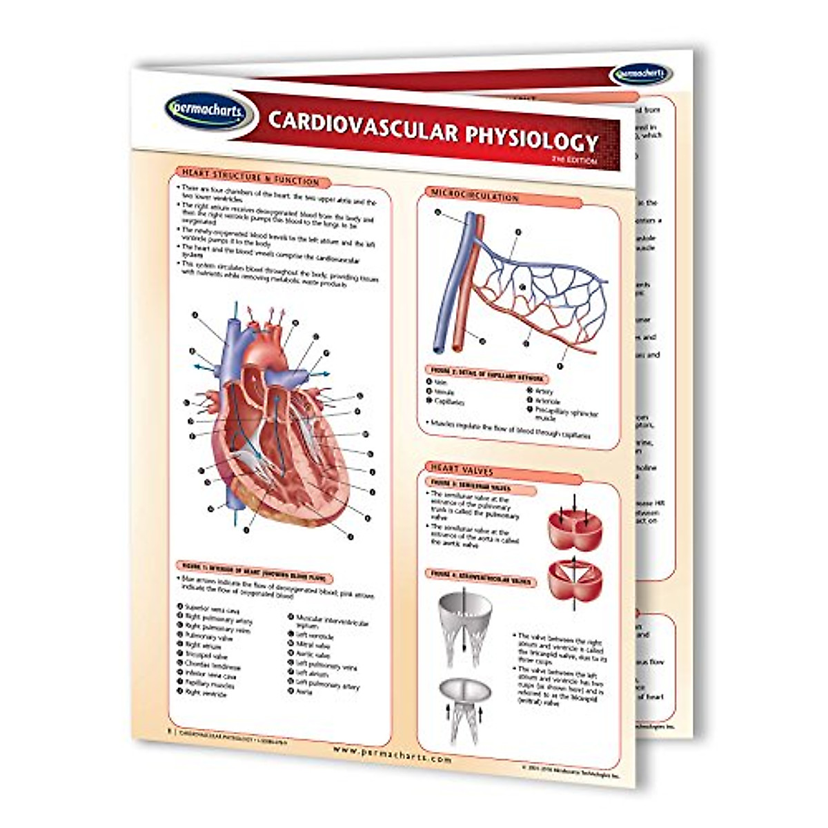 Cardiovascular Physiology - Biology - Medical Quick Reference Guide by Permacharts