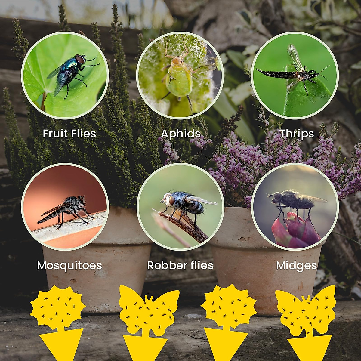 Fruit-Fly Sticky-Trap 36pc Gnat-Trap Yellow Stick Traps Indoor Fungus Gnat Trap for Insect-Bug Gnat Fungus Ant Aphid Leaf Miner Plants Protecter