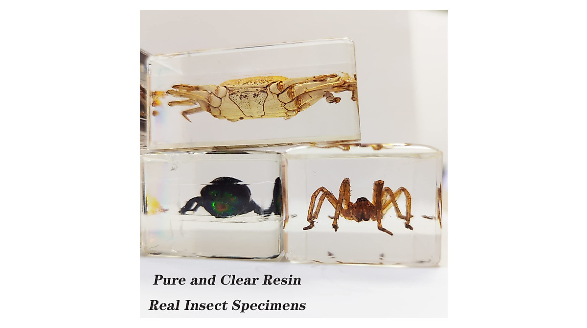 CXUEMH 12-Piece Clear Resin Insect Specimens - Home Decor