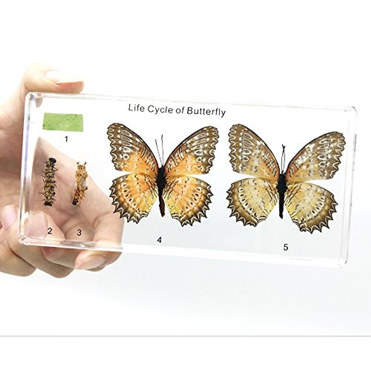 Lifecycle of a Butterfly Paperweights Science Classroom Specimens for Science Education