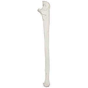 Axis Scientific Ulna Bone Model | Right | Cast from a Real Human Ulna Bone l Forearm Bone Model Has Realistic Texture and Important Bony Landmarks | Includes Product Manual