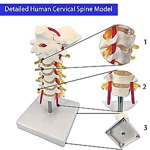 Veipho Cervical Spine Model with Nerves, Life Size Cervical Vertebral Spine Spinal Nerves Anatomical Model with Stand, Cervical Spinal Column Model for Patient Science Education