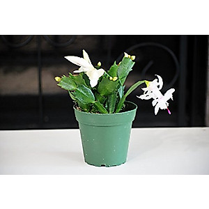 9GreenBox - White Christmas Cactus Plant - Zygocactus - 4" Pot