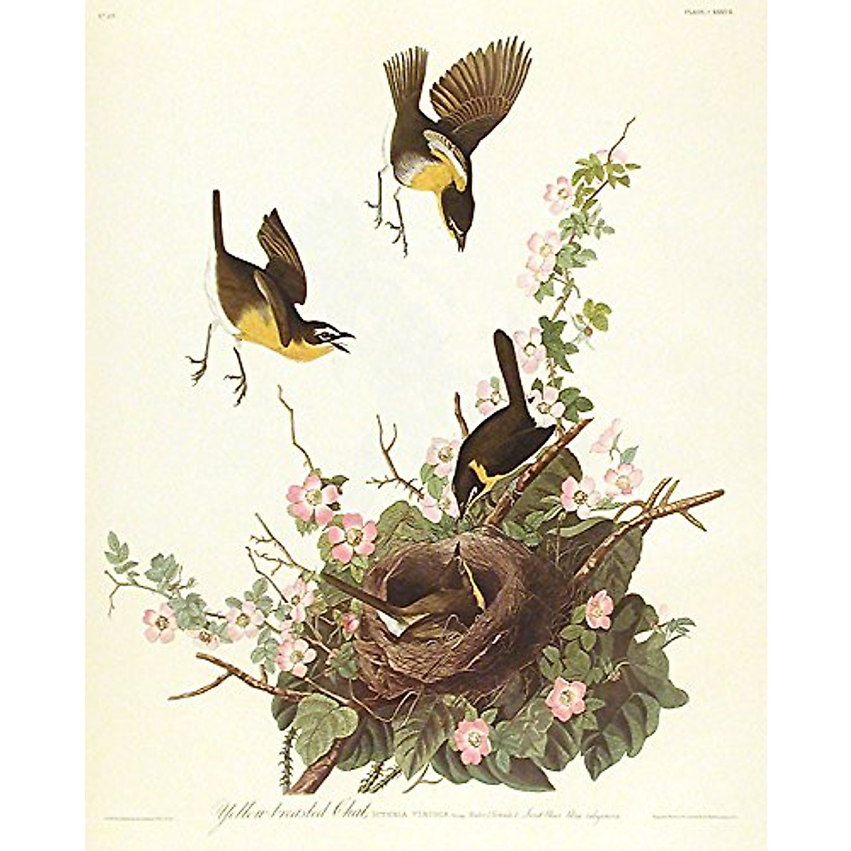 Yellow-breasted Chat. From"The Birds of America" (Amsterdam Edition)