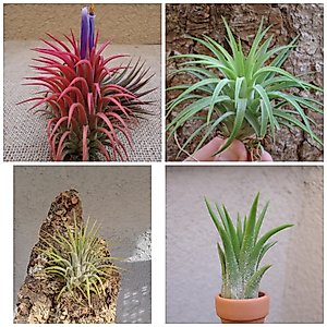 CTS Air Plants Tillandsia Ionantha Assorted 3 Pack