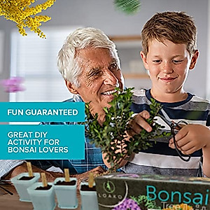 Bonsai Tree Seed Starter Kit - Complete Growing Kit - Grow 4 Bonsai Tree Live Indoor Plant from Seed - Adult Crafts - Grow Your Own Live Plant - Great DIY Kits for Adults - Crafts for Adults