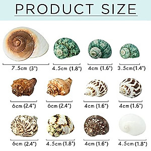 Giftvest Hermit Crab Shells Medium and Large 12PCS Growth Turbo Seashells Saltwater Hermit Crab Shells Medium Sea Shell for Hermit Crabs Hermit Crab Supplies