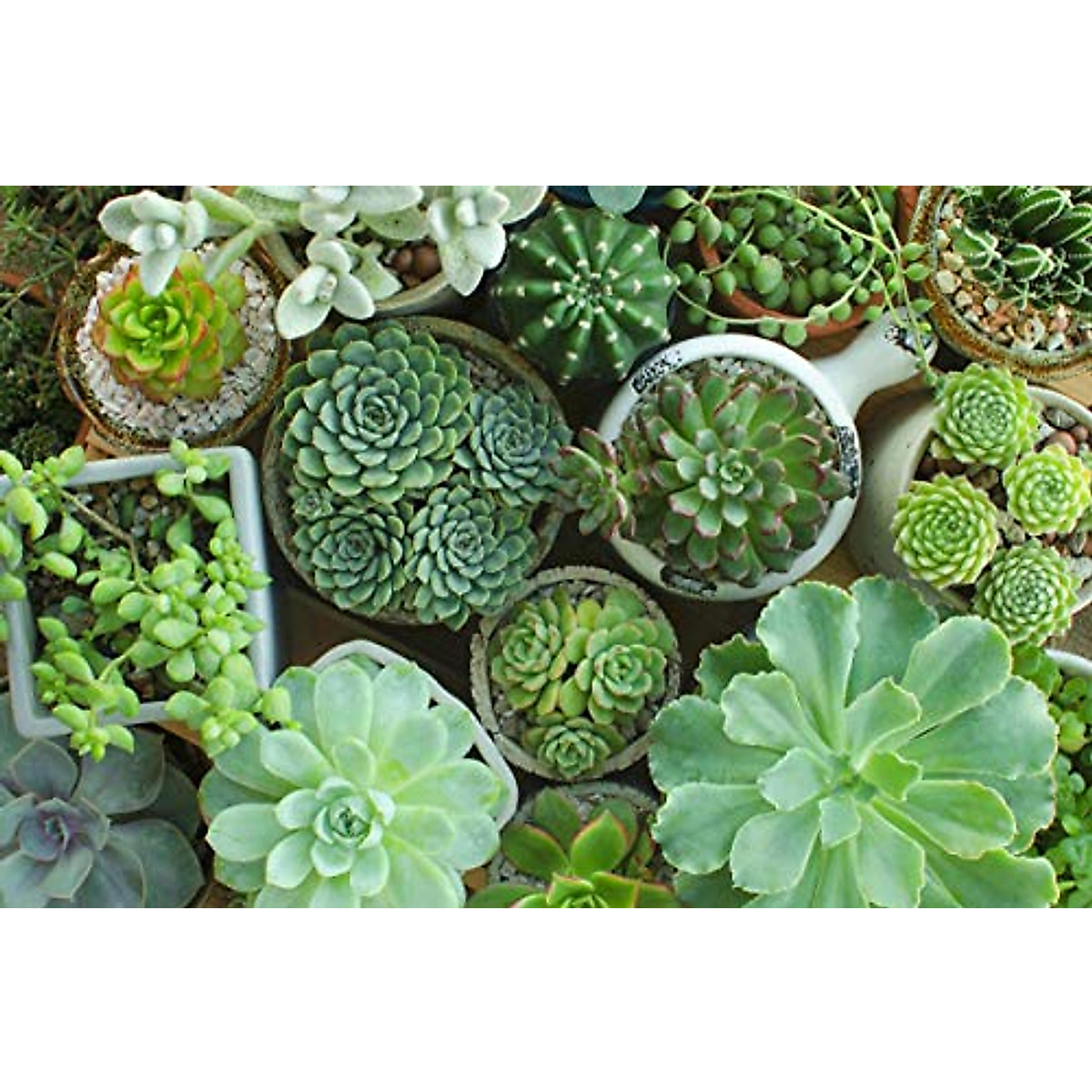 Mixed Color 200pcs Rare Succulents Seeds Garden and Home Bonsai Flower Plant