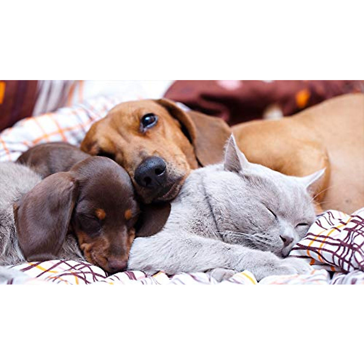 Cats probiotic Supplement - PET Digestive AID - for Dogs and Cats - PET PROBIOTIC - Chews - salivarius probiotic