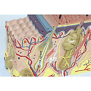 Educational Model Human Anatomy Skin Tissue Structure Enlarged Model Skin Hierarchy Model Simulation Stereo Skin Model Block for Medical Education Teaching Plastic Surgery