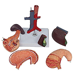 Educational Model, Assembly Educational Model Hepatopancreatic Duodenal Section Model Duodenal Anatomical Model Human Internal Organs Anatomical Model For Study Teaching Model For School,Education Te