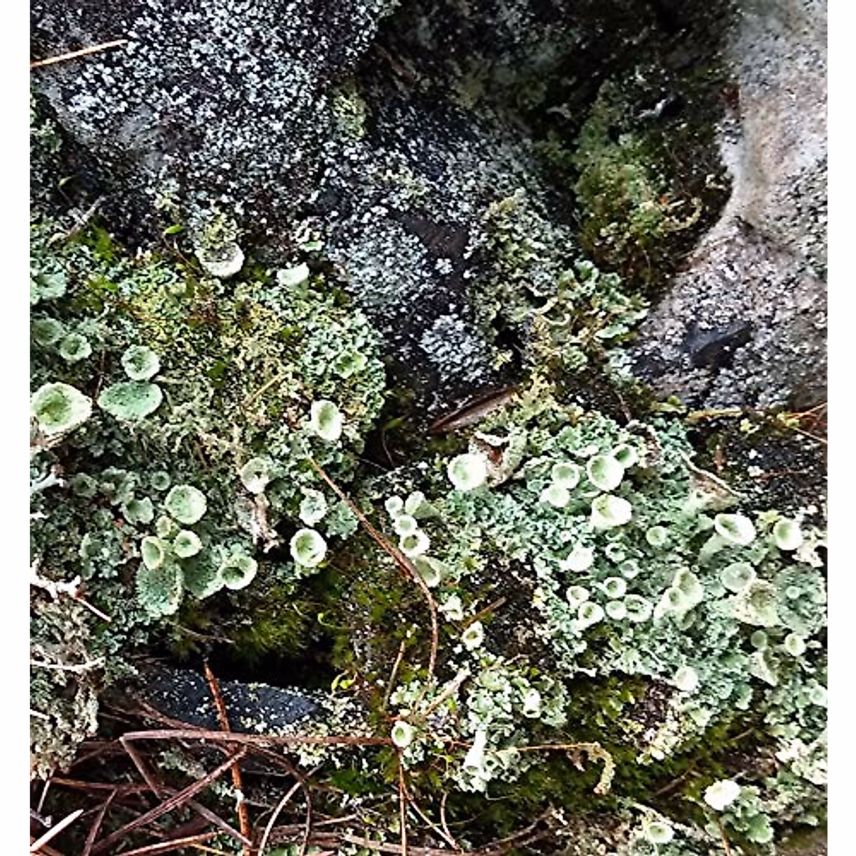 Tin Roof Treasure Live Moss Pixie Cup (Cladonia Pyxidata) Lichen for ...