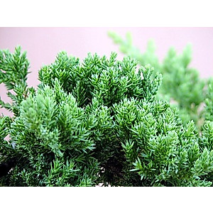 Japanese Juniper Bonsai Tree - 4" Pot - Juniperus procumbens - Nana