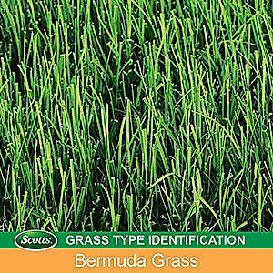 Scotts Turf Builder Grass Seed for Bermudagrass is Built to Stand up to Scorching Heat and Drought, 10 lbs.