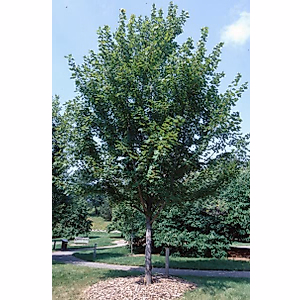 Autumn Blaze Maple Tree - 1 Gallon, 5ft Tall - Established Roots Potted - Acer x Freemanii, Fast Growing Tree, Fall Colors