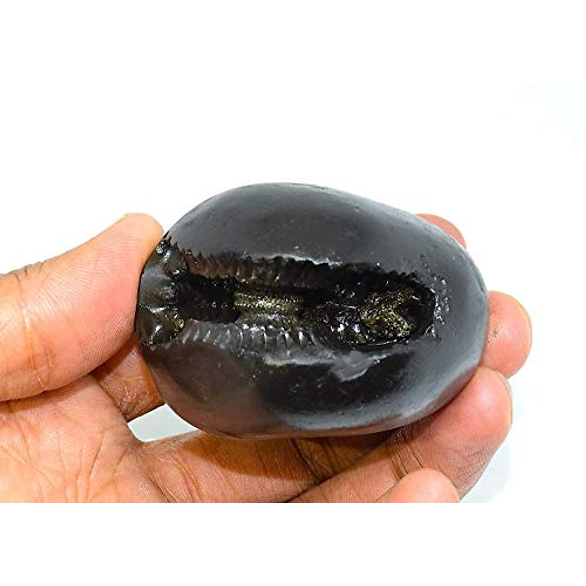 RUDRADIVINE Stone Laxmi Narayan Shaligram (Black)