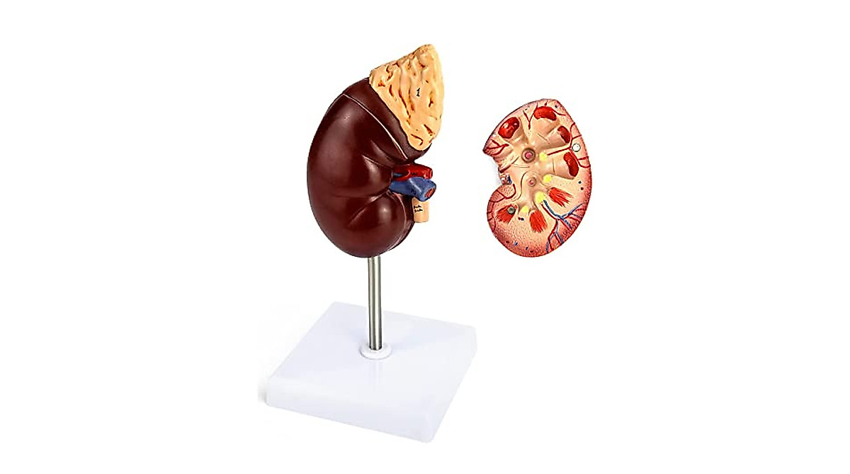 QWORK Life-Size Kidney Model | 2-Part Human Anatomy Tool