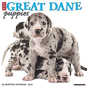 Just Great Dane Puppies 2023 Wall Calendar