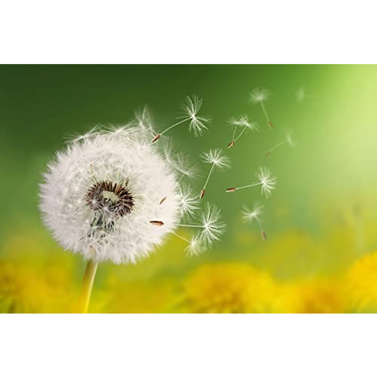 15000+ Pcs Dandelion Seeds Organic Real Herb Planting The Dandelion Seed