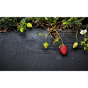 Espoma Organic Berry-Tone 4-3-4 Natural & Organic Fertilizer and Plant Food for All Berries. 4 lb. Bag. Use for Planting & Feeding to Promote Bountiful Harvest - Pack of 2