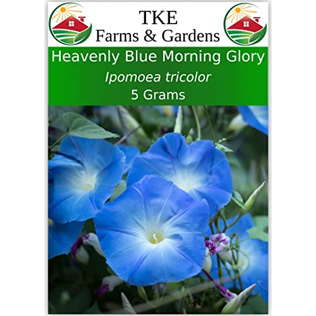 TKE Farms - Morning Glory Seeds for Planting, Heavenly Blue, 5 Grams ≈ 150 Seeds, Ipomoea Tricolor