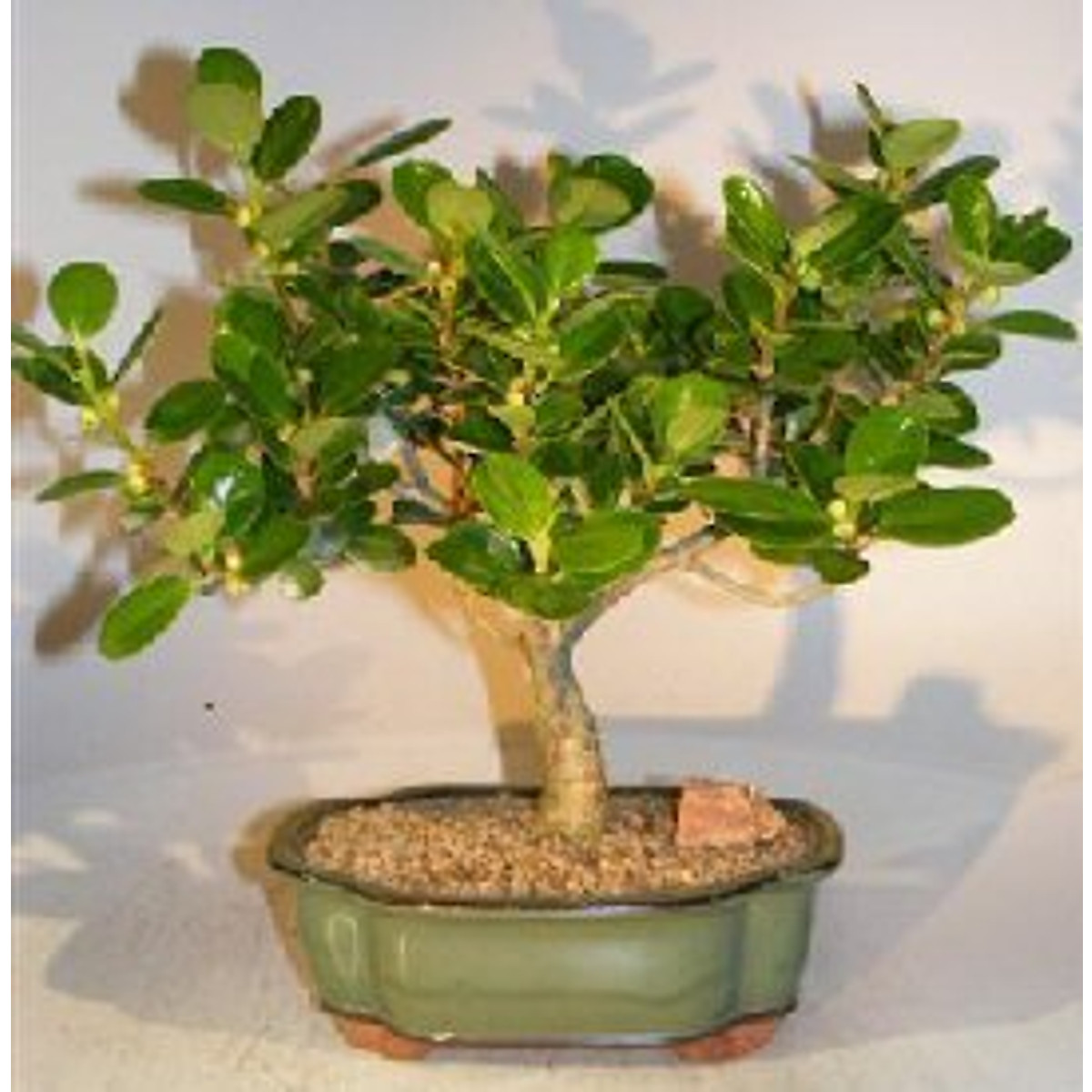 Bonsai Boy's Green Island Ficus Bonsai Tree ficus microcarpa