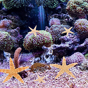 SEWACC 100pcs Ocean Beach Natural Seashells Sea Stars Nautical Fish Tank Aquarium Decor Table Scatter Vase Fillers for Christmas Tree Ornament Wedding
