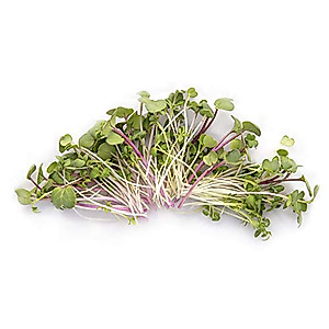 Super Spicy Greens Microgreen Seed Mix | Seeds for Planting | Contains Garden Cress Seeds, Radish, Mustard, Turnip & Arugula Microgreen Seeds | Non GMO Heirloom Seeds | 1 LB | Rainbow Heirloom Seed Co