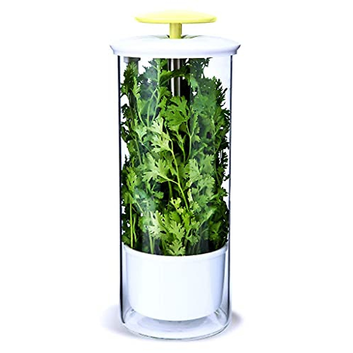 NOVART XXL Herb Keeper and Herb Saver – Glass Storage Container for Cilantro, Mint, Parsley, Asparagus, Keeps Greens Fresh for 2-3 Weeks