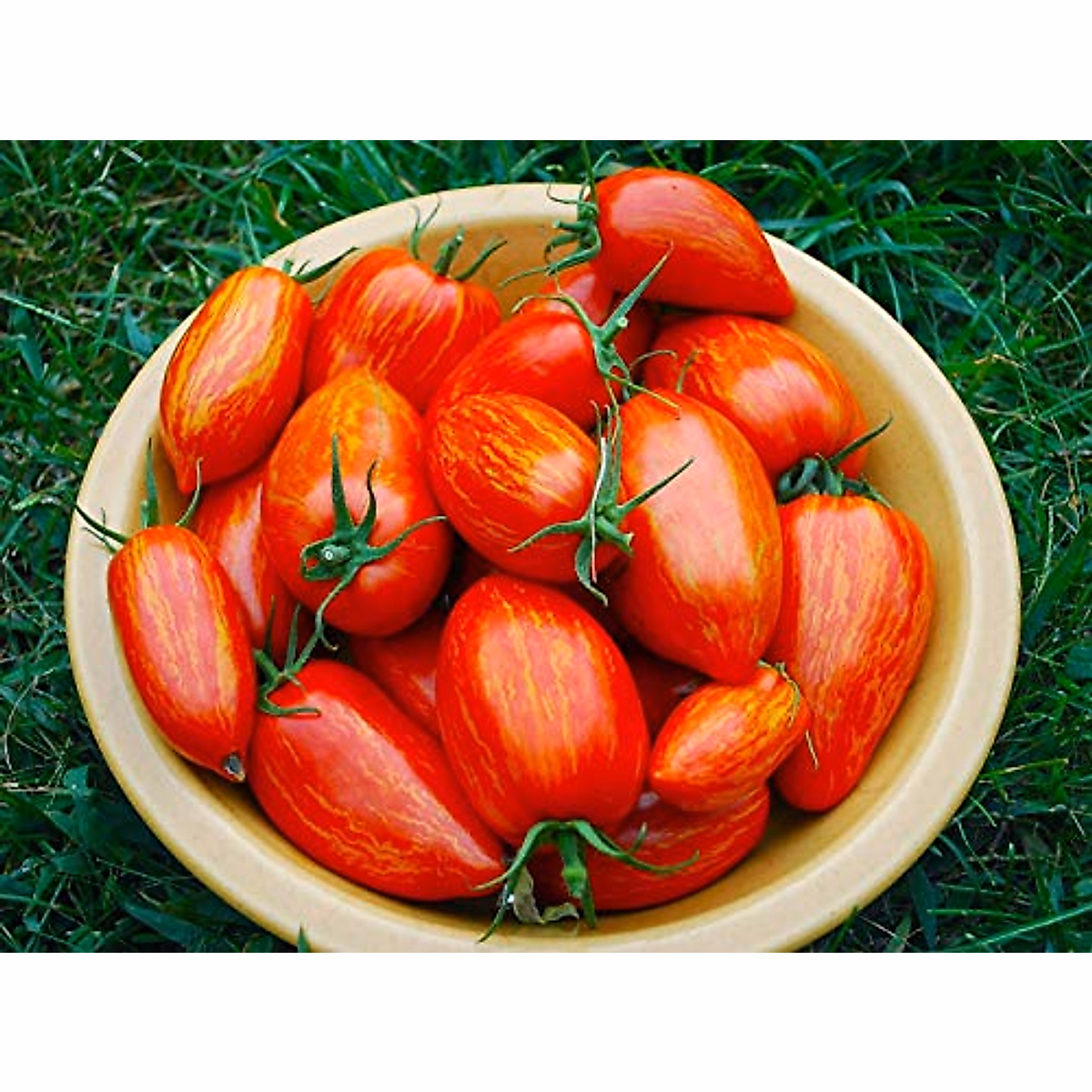 Speckled Roman Tomato Seeds for Planting, 100+ Heirloom Seeds Per Packet, (Isla's Garden Seeds), Non GMO Seeds, Botanical Name: Lycopersicon lycopersicum, Great Home Garden Gift