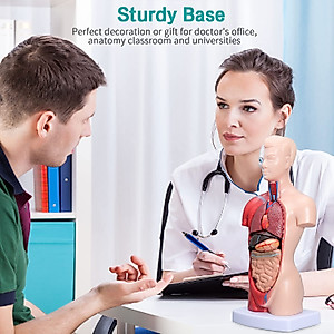 LVCHEN Human Body Model - Human Torso Anatomy Model 15 Pcs Removable Parts with Heart Visceral Brain Skeleto for Preschool & School Science Medical Education Display 28cm/11in