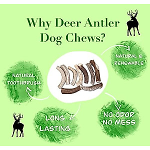 Deer Valley Chews Premium Deer Antler for Dogs - Large 6-7 Inches Long, Single Antler - All Natural Dental Treat for Teething and Chewing - Premium Grade, Naturally Shed