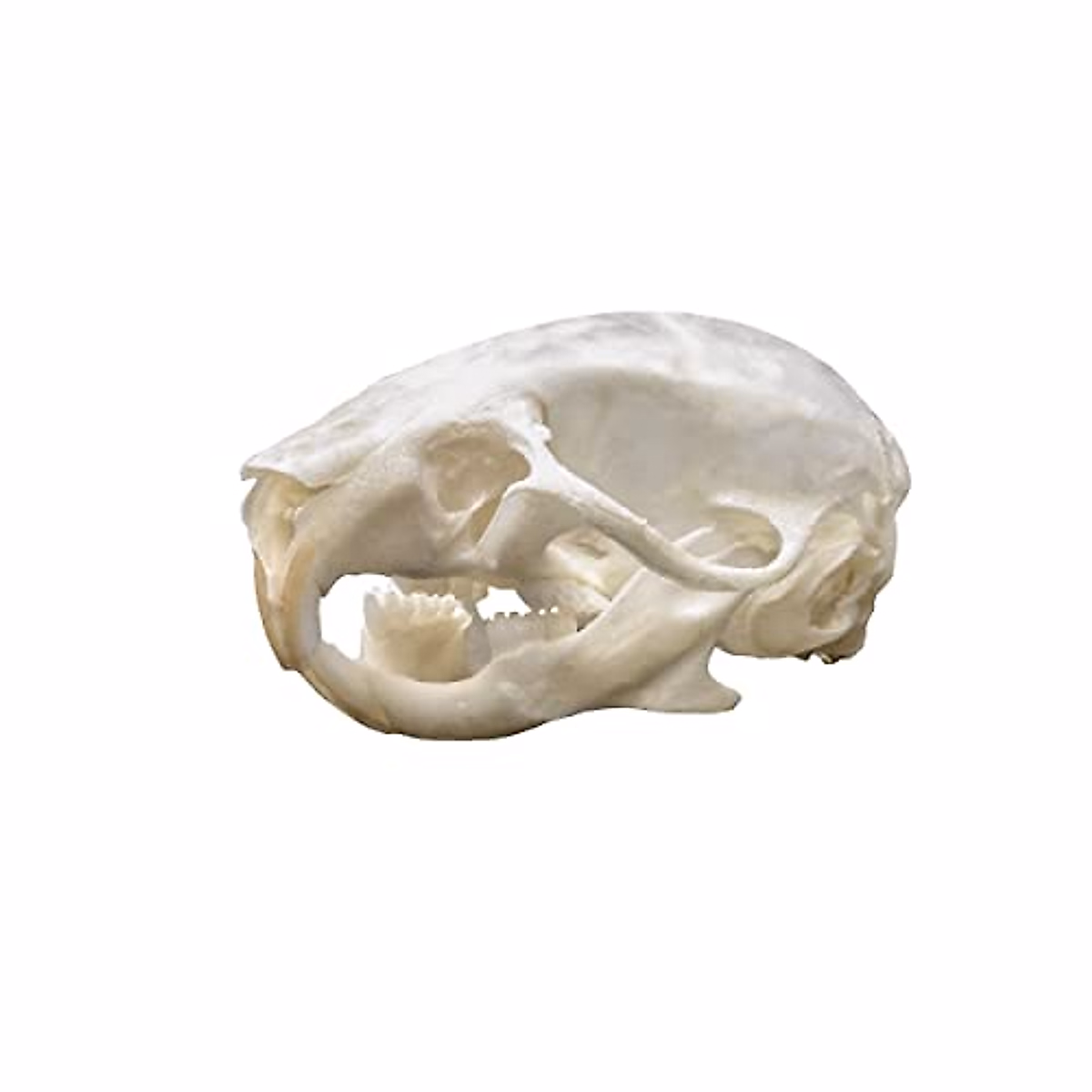 Real Mouse Skull A Quality