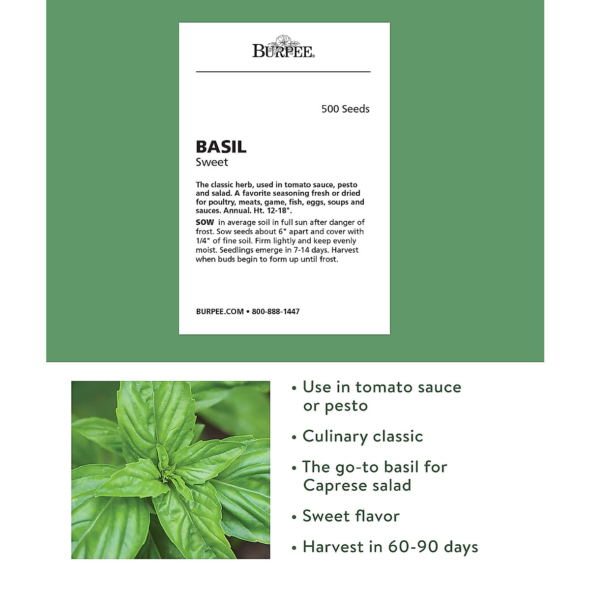 Burpee Sweet 500 Non-GMO Seeds for Planting | Grow Fresh Herb in Home Garden | Classic Basil Variety for Italian Cooking