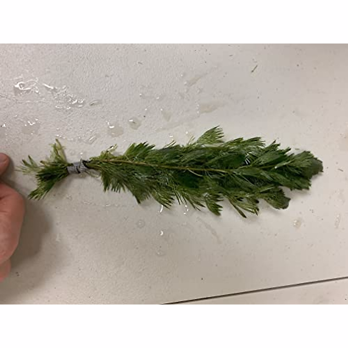 Marcus Fish Tanks - 3X Green Cabomba Caroliniana Live Aquarium Plants for Aquatic Freshwater Fish Tank