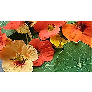 "Mixed Blend" Nasturtium Flower Seeds for Planting, 50+ Flower Seeds Per Packet, (Isla's Garden Seeds), Non GMO & Heirloom Seeds, Botanical Name: Tropaeolum majus, Great Home Garden Gift