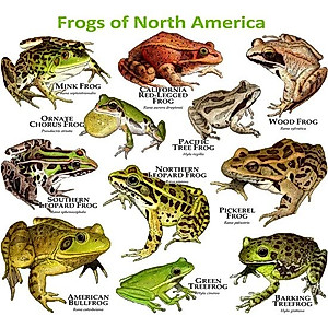 CafePress Frogs Of North America Mug Ceramic Coffee Mug, Tea Cup 11 oz