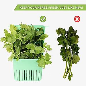 LUVCOSY 2 Packs Fresh Herb Keeper for Refrigerator, Clear BPA-Free Herb Saver, Storage Container for Cilantro, Parsley, Thyme, Mint & Asparagus, Preserver Keeps Fresh Herbs Cyan