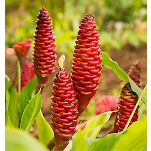 5 Zingiber Shampoo Ginger Seeds Pinecone Seeds Indoor Outdoor Ornaments Perennials Garden Growing Can Grow Well Pot