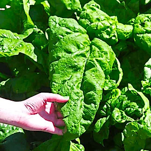 Giant Spinach Herb Garden Seeds for Planting About 100 Seeds