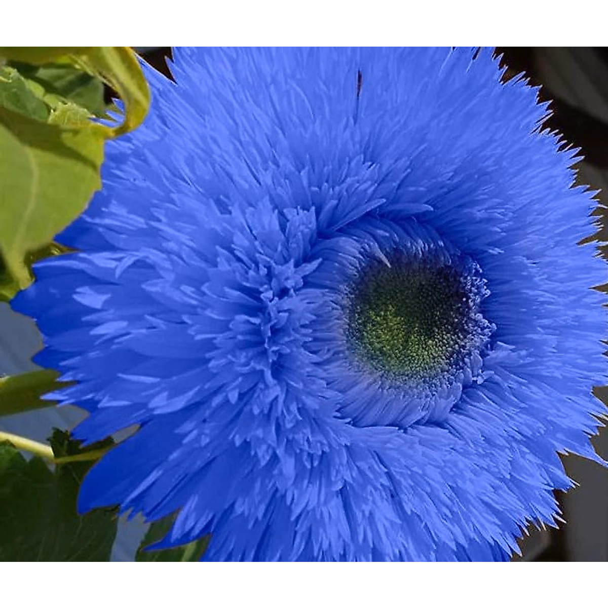 DouxiE 50pcs Blue Teddy Bear Sunflower Seeds - Stunning Annual Blooms for Your Garden Non GMO Heirloom Garden - Planting Instructions for Easy Grow - Great Gardening Gifts