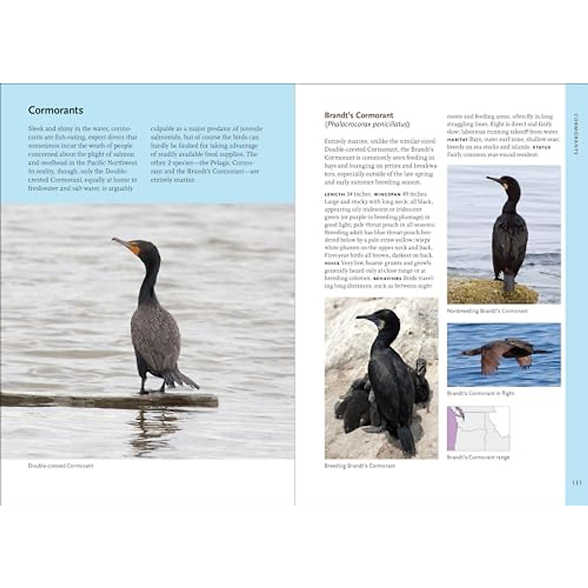 Birds of the Pacific Northwest (A Timber Press Field Guide)