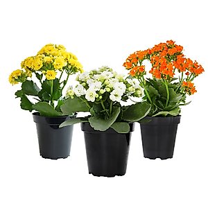 Kalanchoe Live Succulents Plants Live Flowers (3 Pack), Kalanchoe Plant Live Succulent Plants, Kalanchoe Plants Live Indoor Plants Live Houseplants, Fresh Flowers for Delivery Prime by Plants for Pets